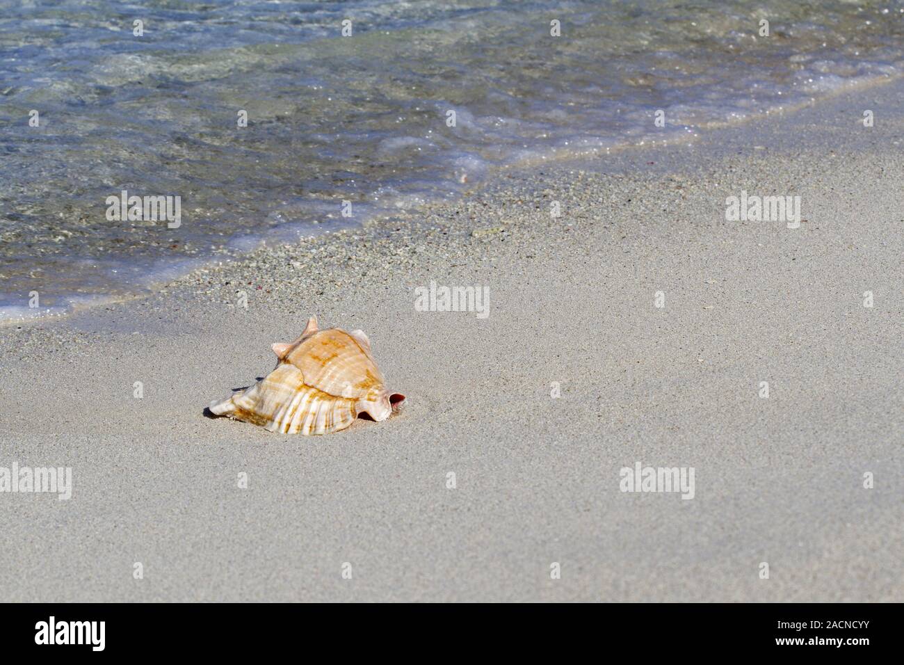 Cuba snail hi-res stock photography and images - Alamy