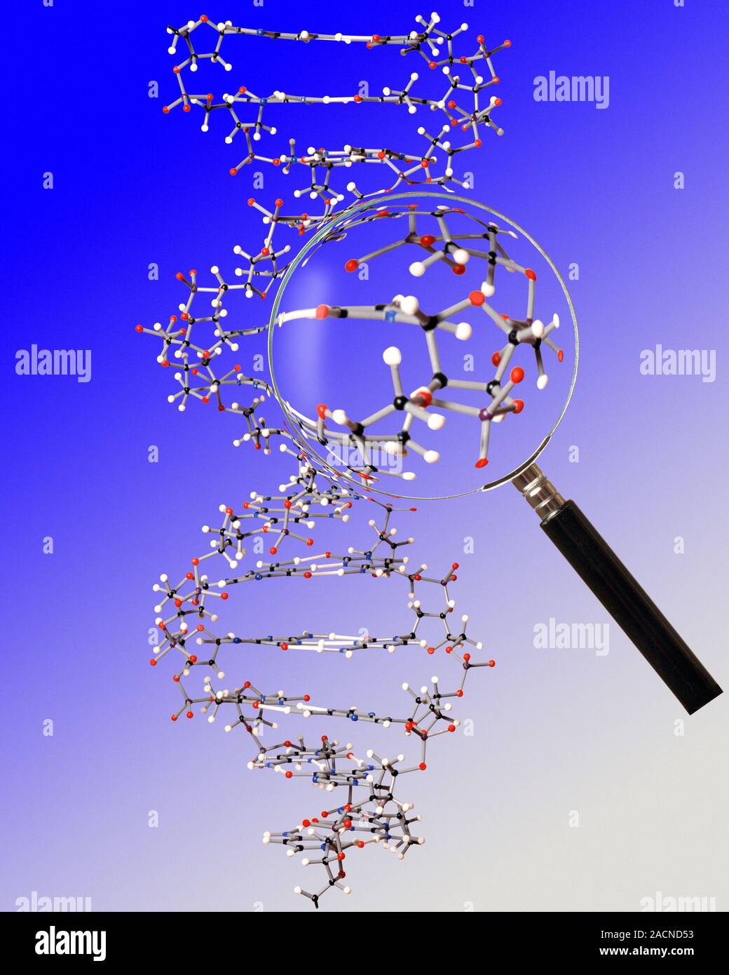 Genetic research. Conceptual image of a molecular model of a strand of ...