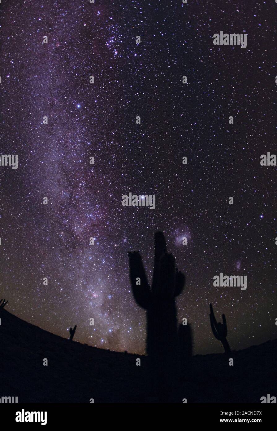 Stars over cacti. Milky Way over cactus plants, with the Magellanic ...