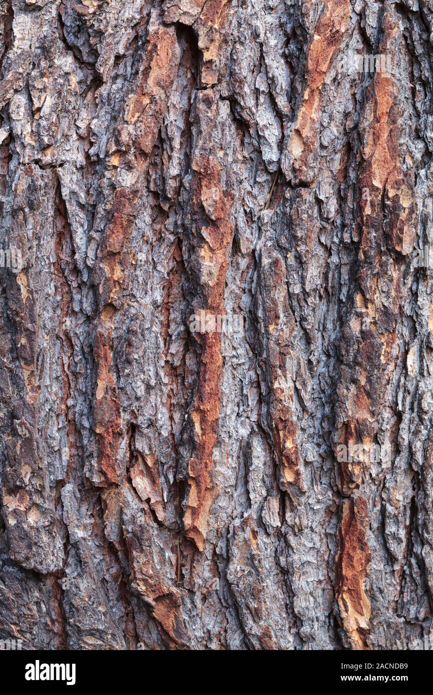 Cedrus deodara - Deodar bark Stock Photo - Alamy