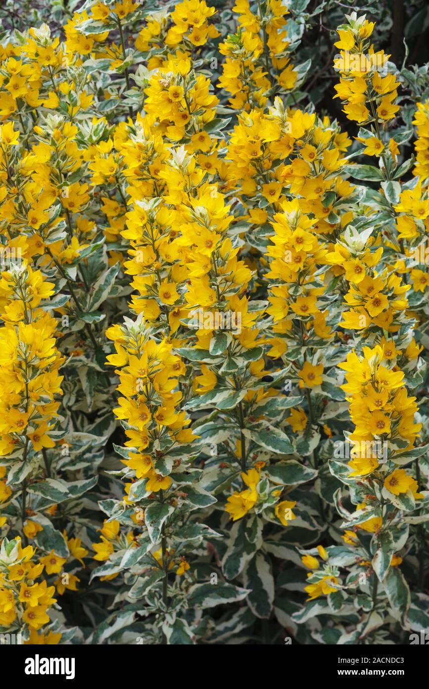 Lysimachia punctata 'Alexander' syn 'variegata' Stock Photo - Alamy