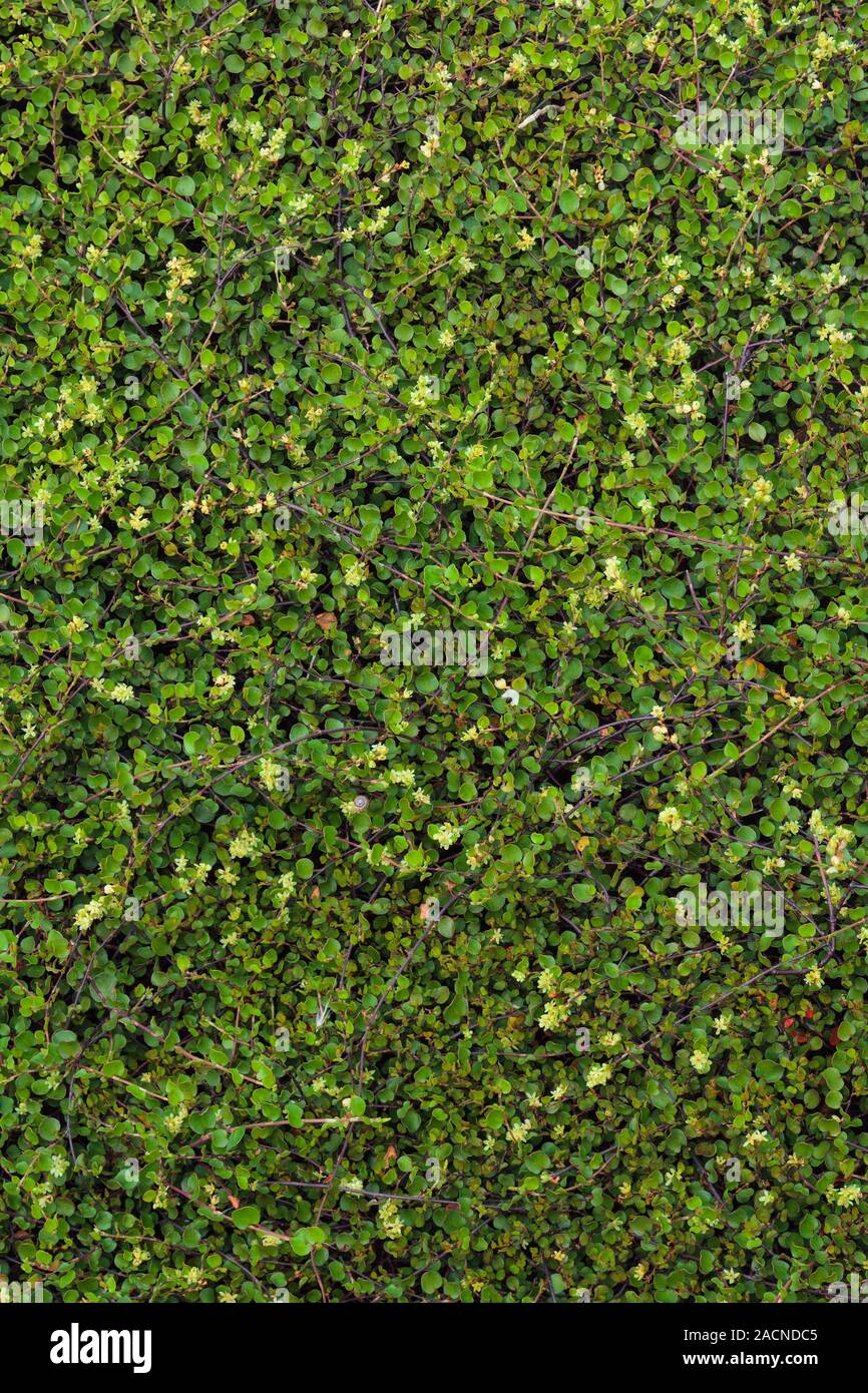 Muehlenbeckia axillaris - creeping wire vine Stock Photo - Alamy