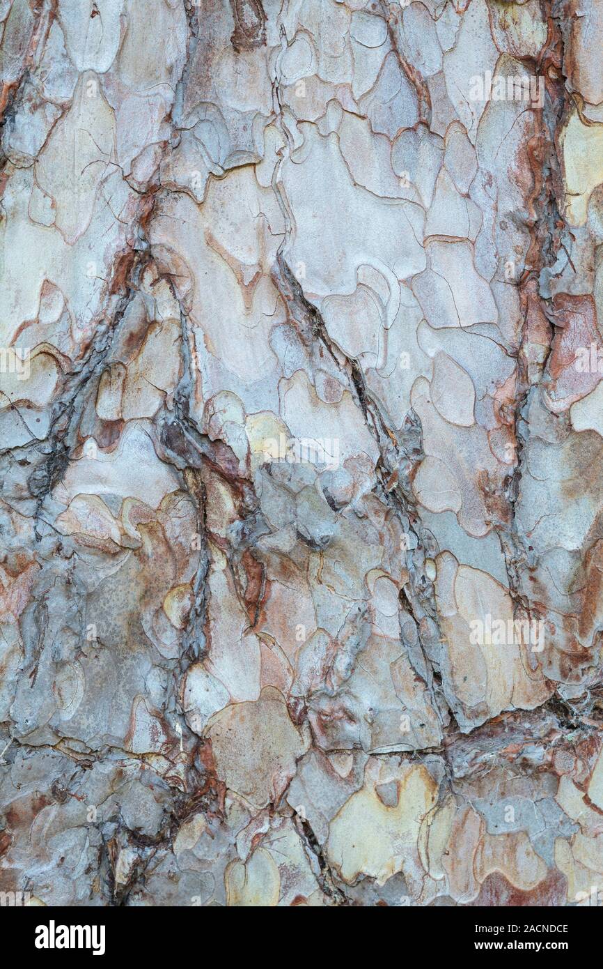 Crimean pine (Pinus nigra ssp pallasiana). Closeup of bark Stock Photo ...