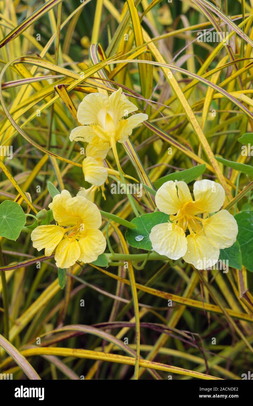 Nasturtium (Tropaeolum) flowers with Carex elata 'Aurea' - Bowles ...