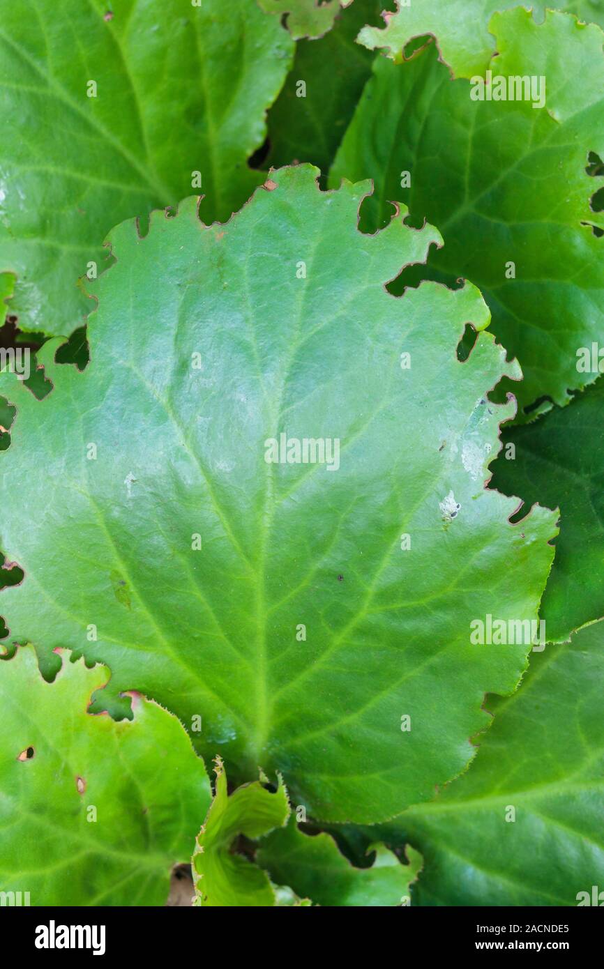Vine weevil damage to bergenia leaf Stock Photo - Alamy