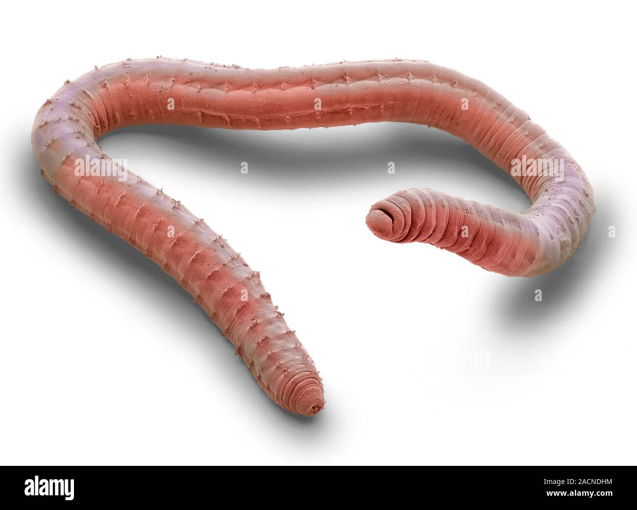 Annelid worm. Coloured scanning electron micrograph (SEM) of an annelid ...