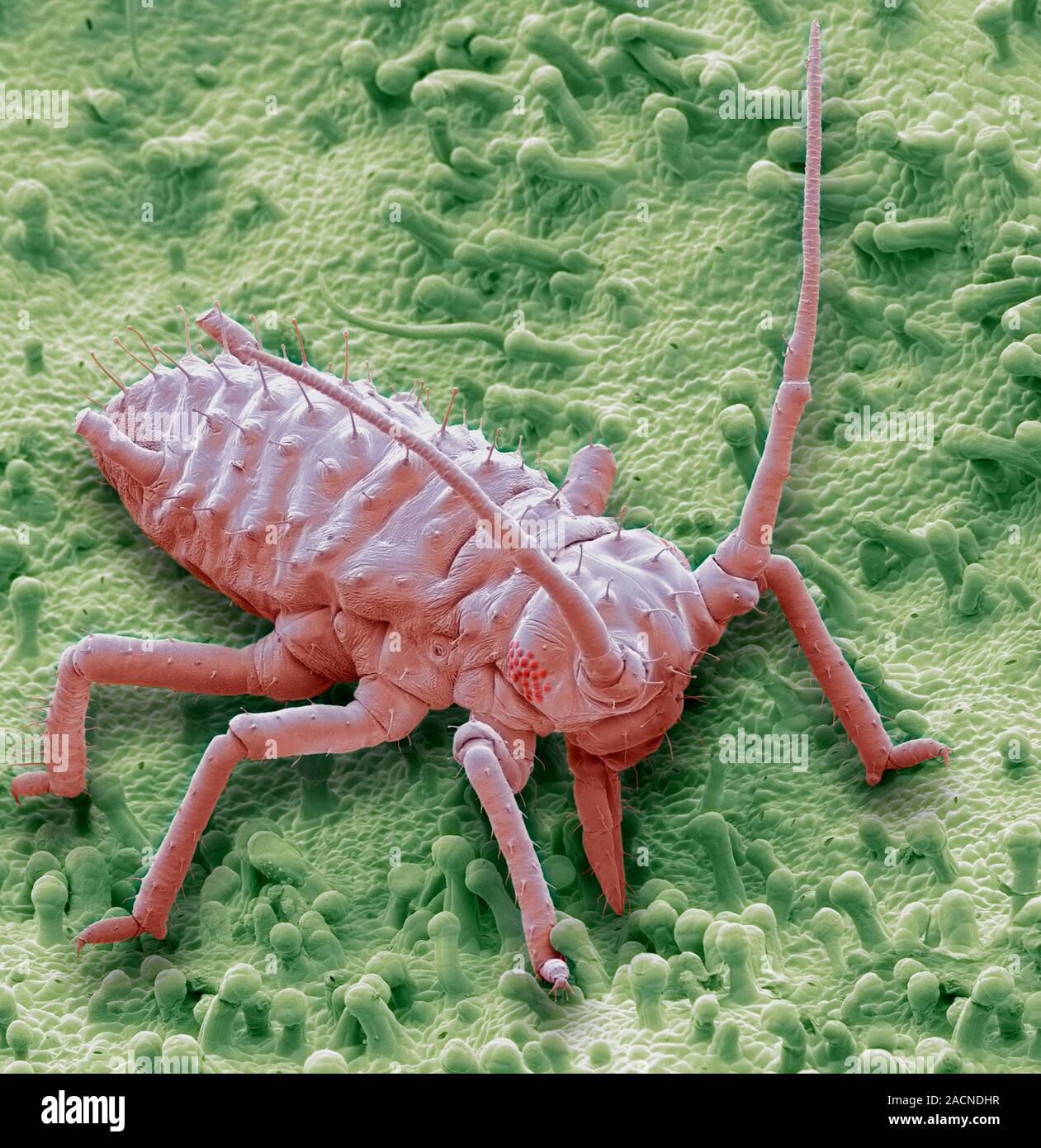 Raspberry aphid. Coloured scanning electron micrograph (SEM) of a ...