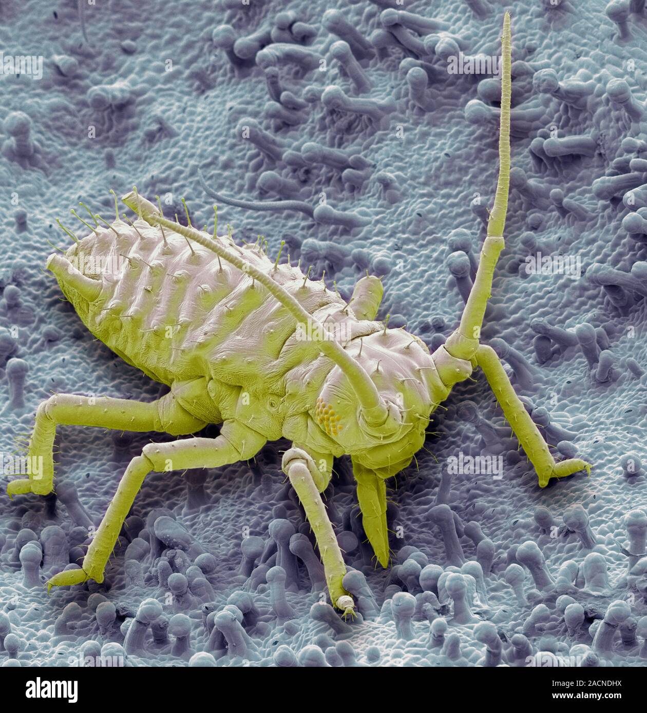 Raspberry aphid. Coloured scanning electron micrograph (SEM) of a ...