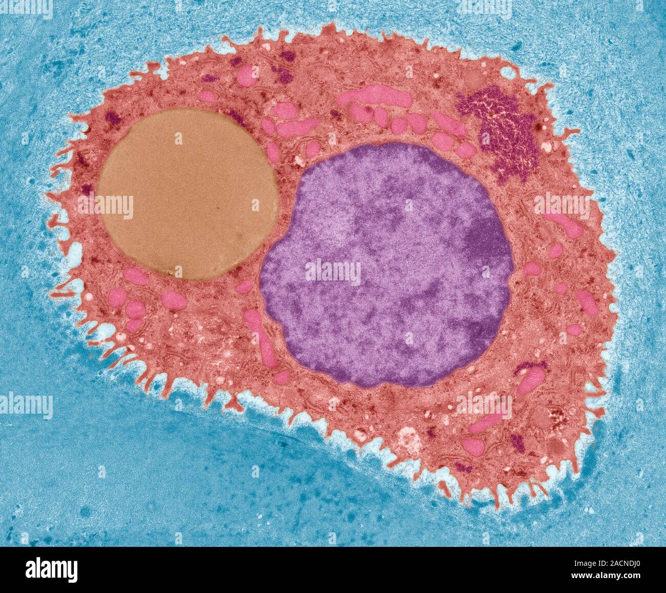 Cartilage cell. Transmission electron micrograph (TEM) of a section ...