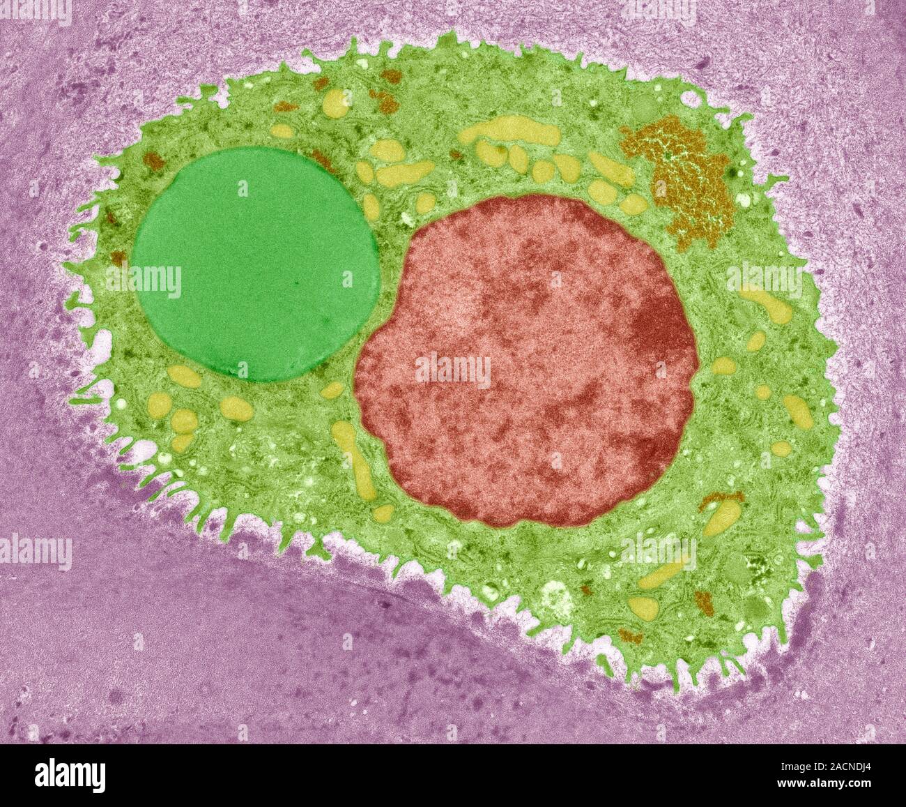 Cartilage cell. Transmission electron micrograph (TEM) of a section ...