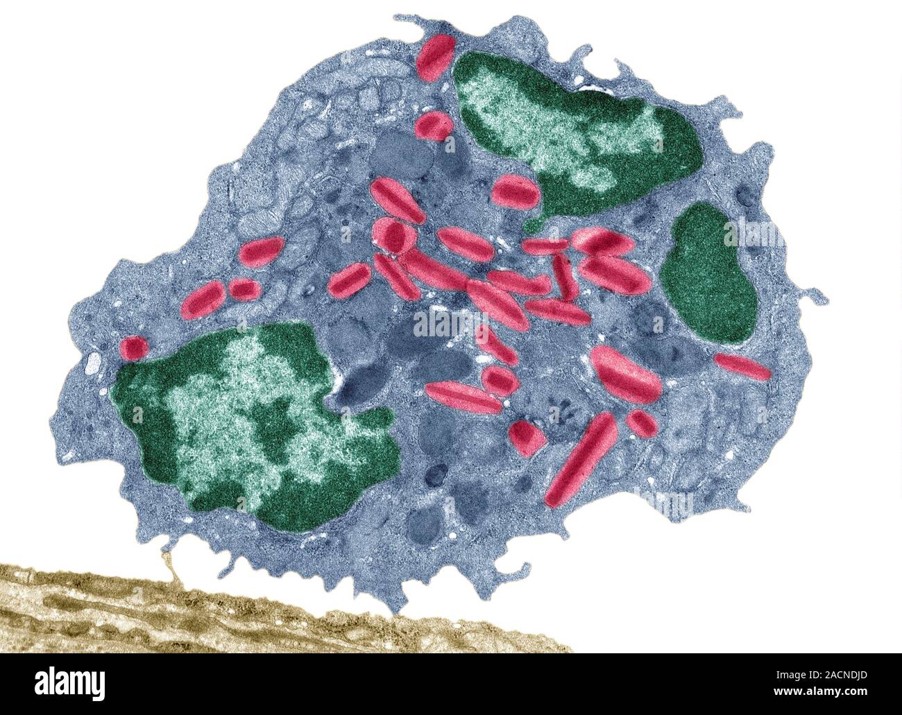 Eosinophil white blood cell. Transmission electron micrograph (TEM) of ...