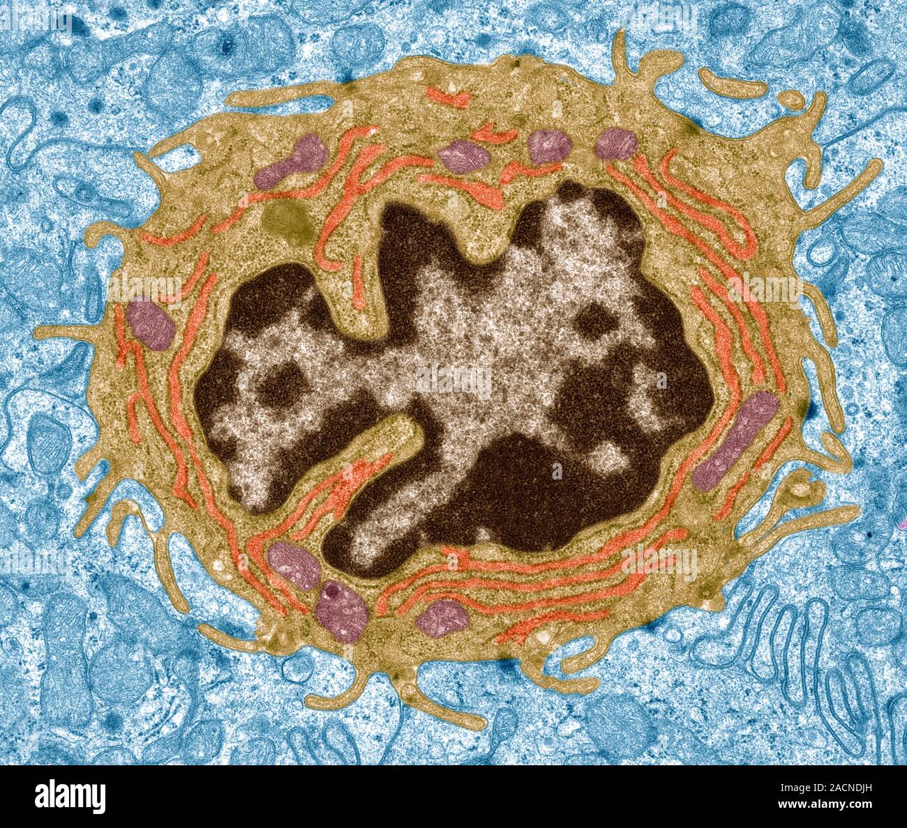 Intestinal gland cell. Transmission electron micrograph (TEM) of a ...