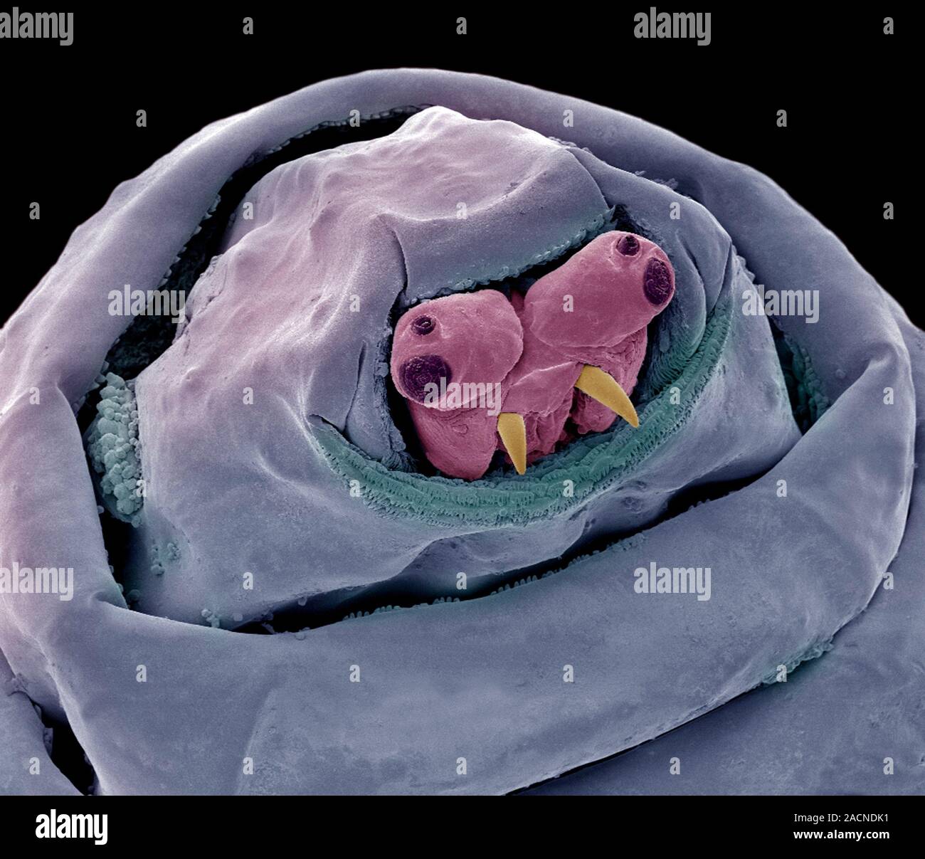Maggot head. Coloured scanning electron micrograph (SEM) of the head of ...