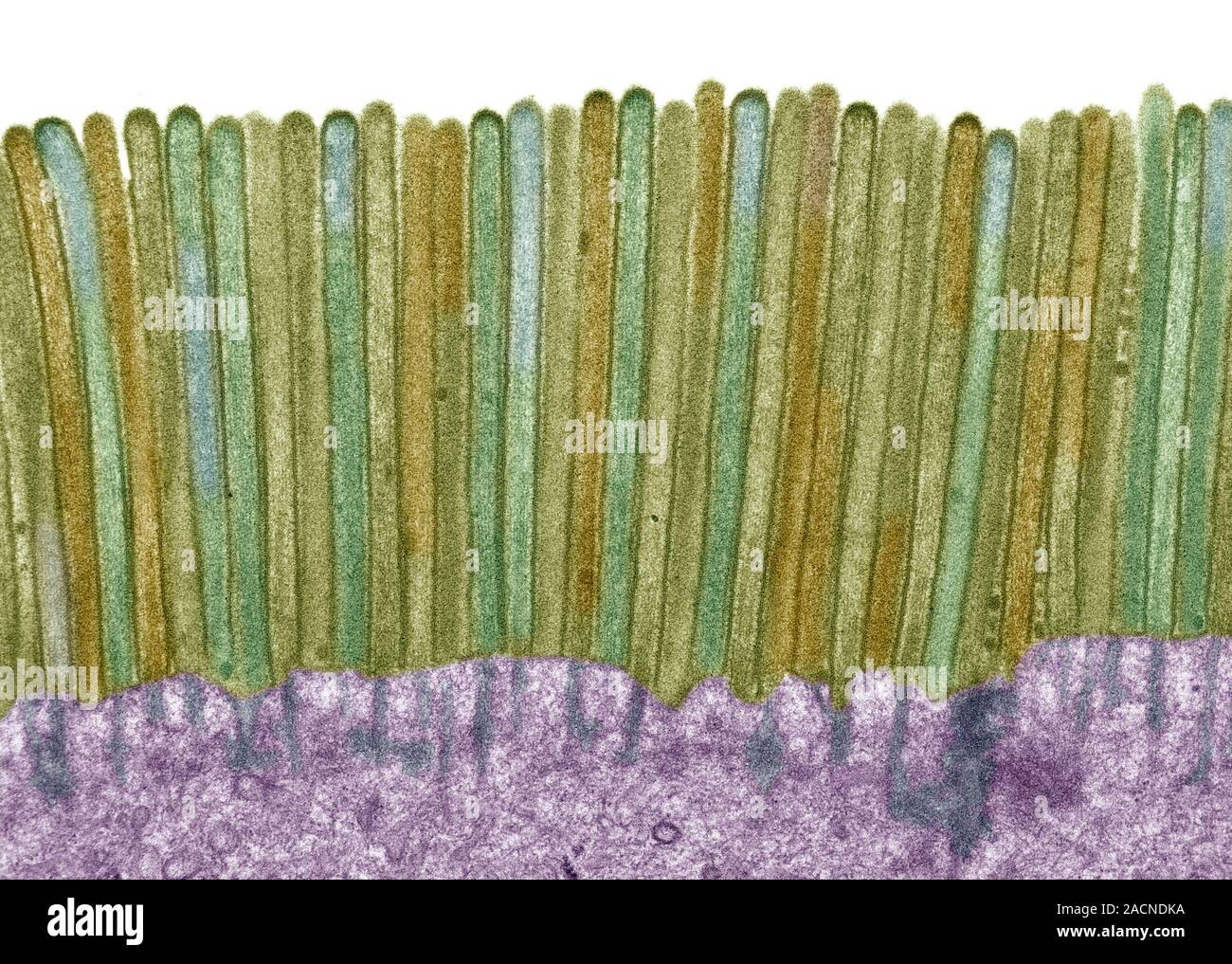 Intestinal microvilli. Transmission electron micrograph (TEM) of a ...