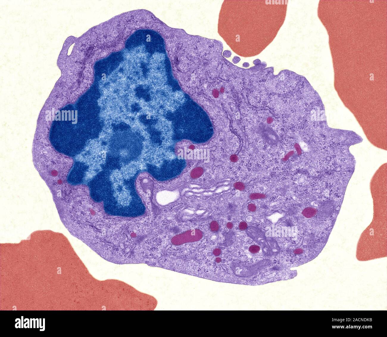 Monocyte white blood cell. Transmission electron micrograph (TEM) of a ...