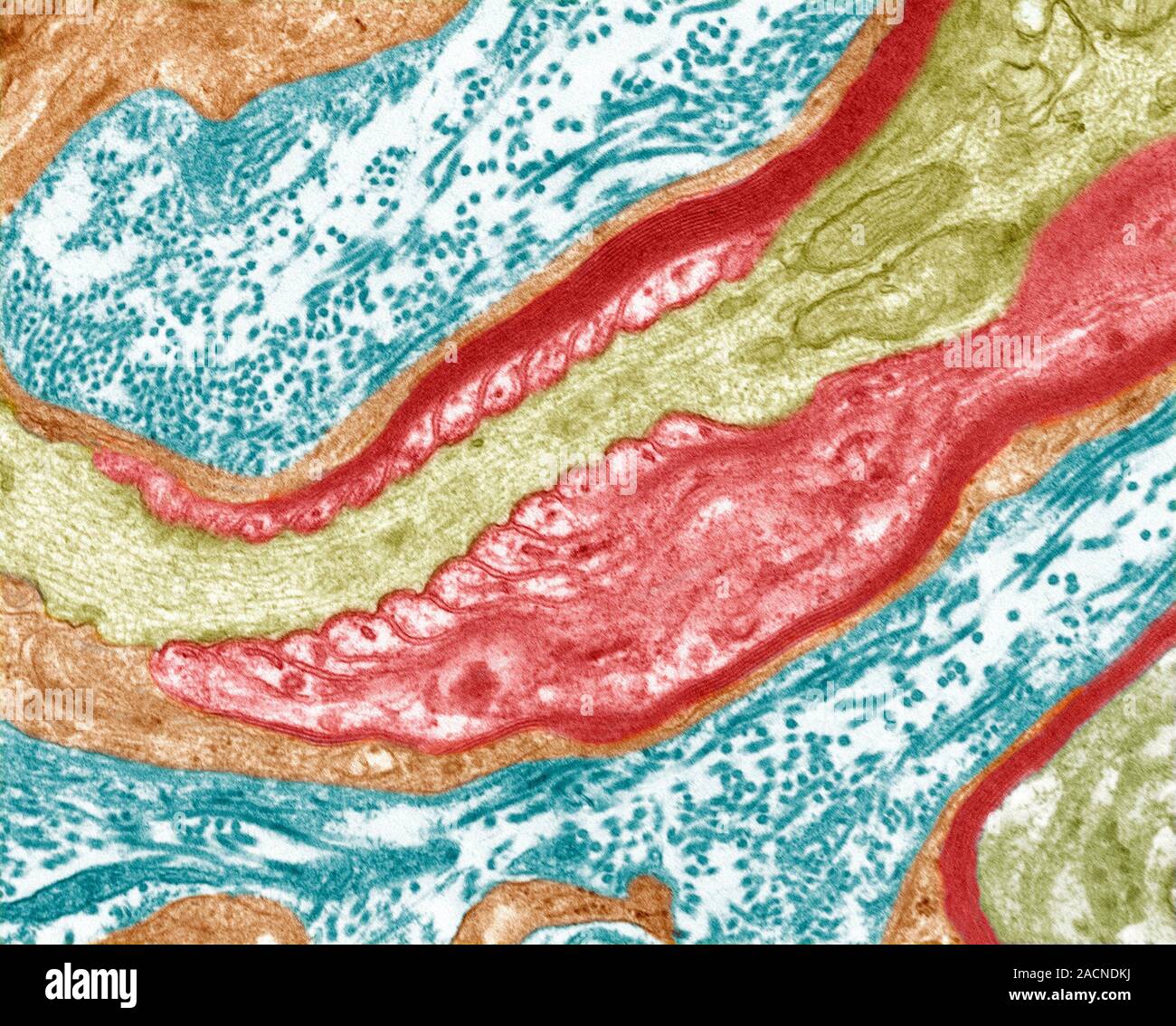 Nerve fibre node. Transmission electron micrograph (TEM) of a ...