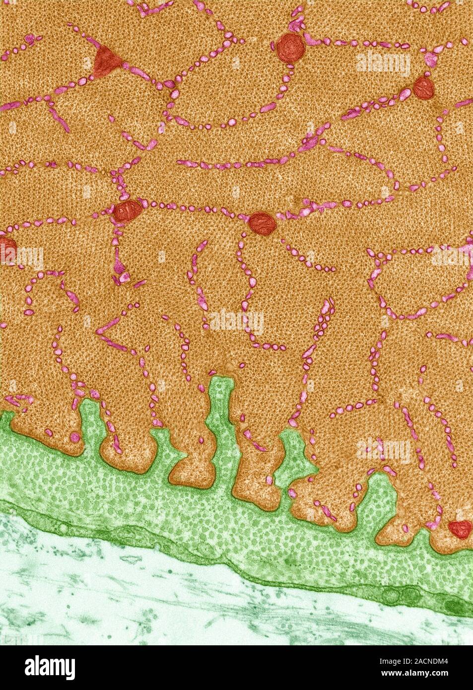 Eye muscle. Transmission electron micrograph (TEM) of a section through ...
