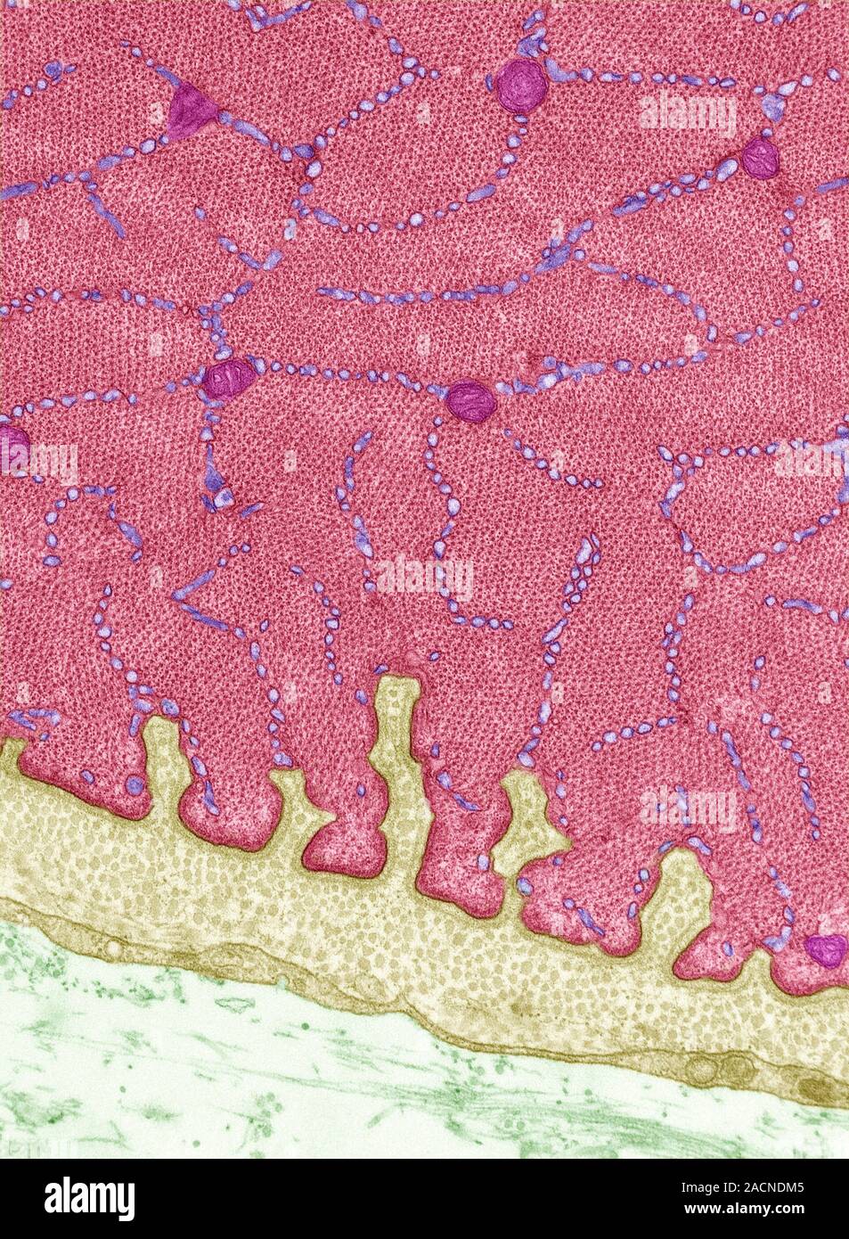 Eye muscle. Transmission electron micrograph (TEM) of a section through ...