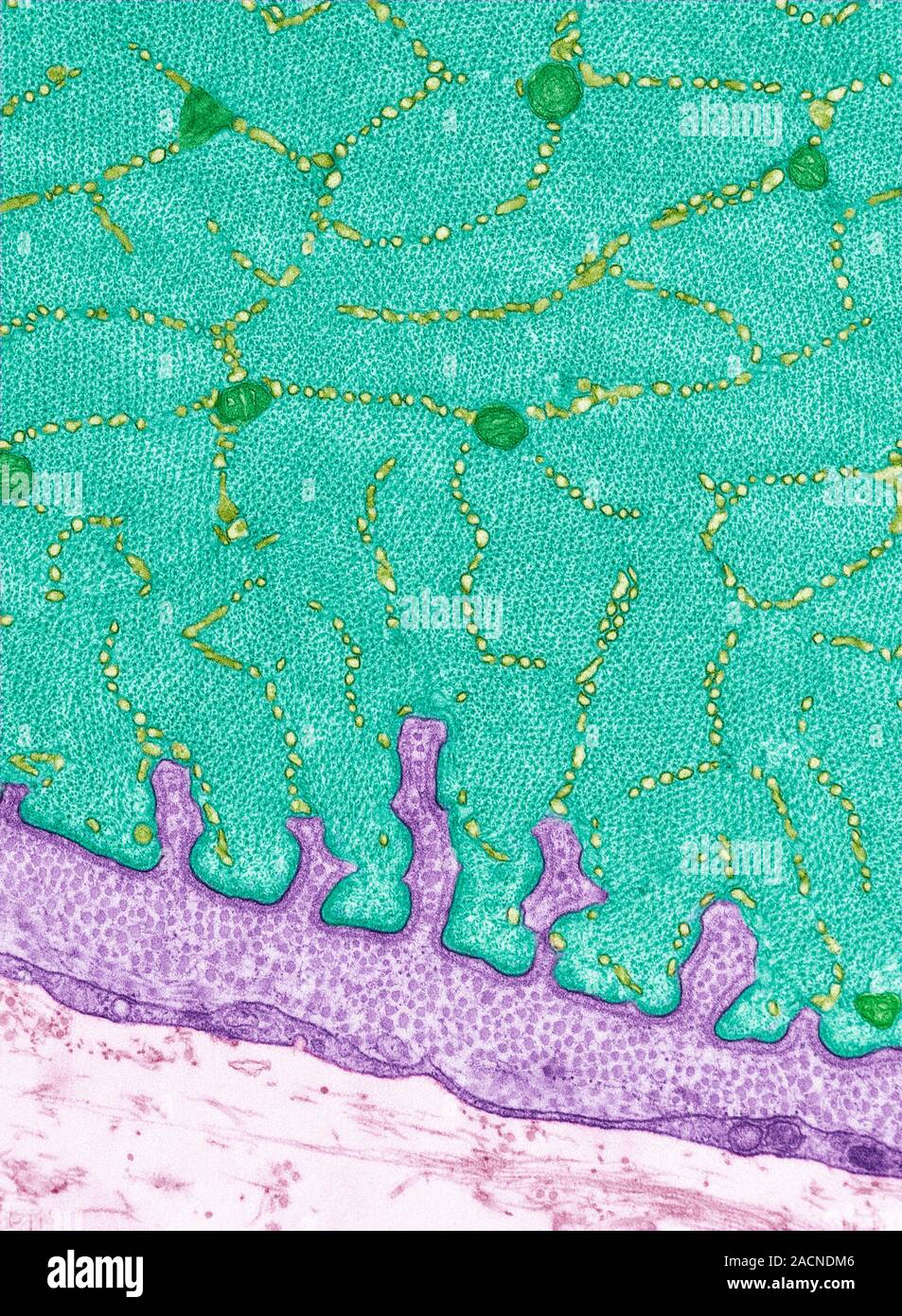 Eye muscle. Transmission electron micrograph (TEM) of a section through ...