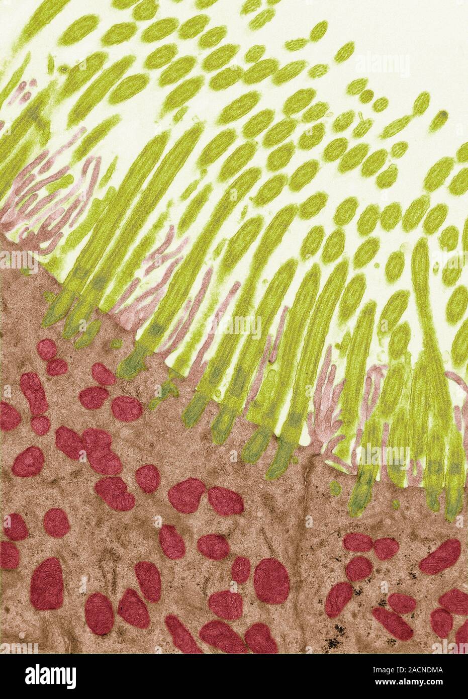 Trachea lining. Transmission electron micrograph (TEM) of a ...