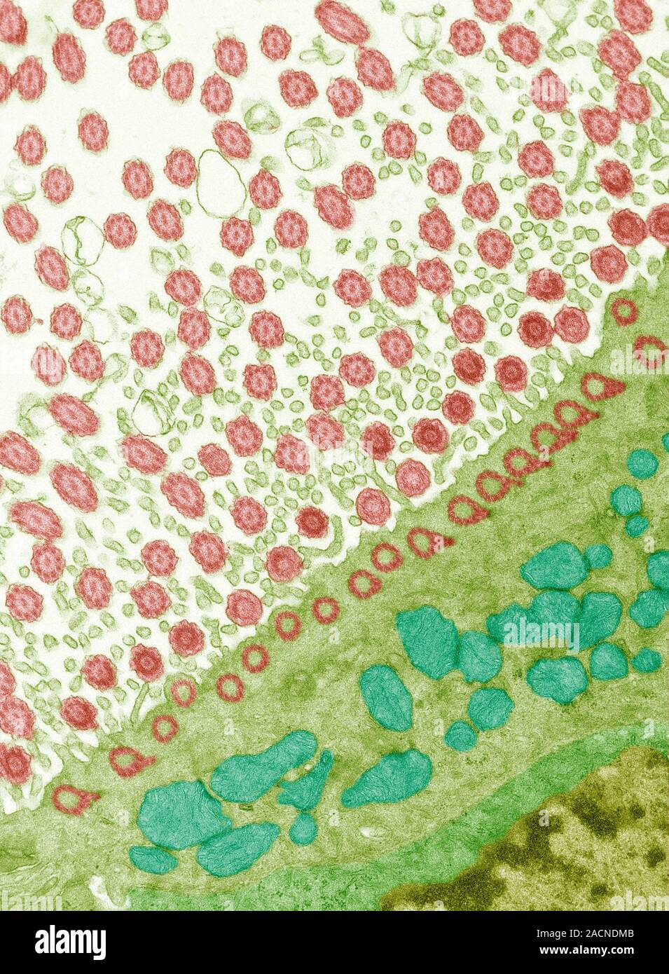 Trachea lining. Transmission electron micrograph (TEM) of a transverse ...