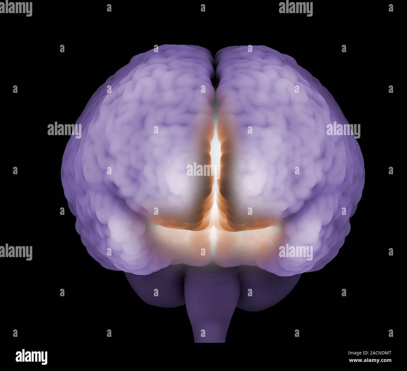 Psychic brain, conceptual image. Artwork of an anterior (frontal) view ...