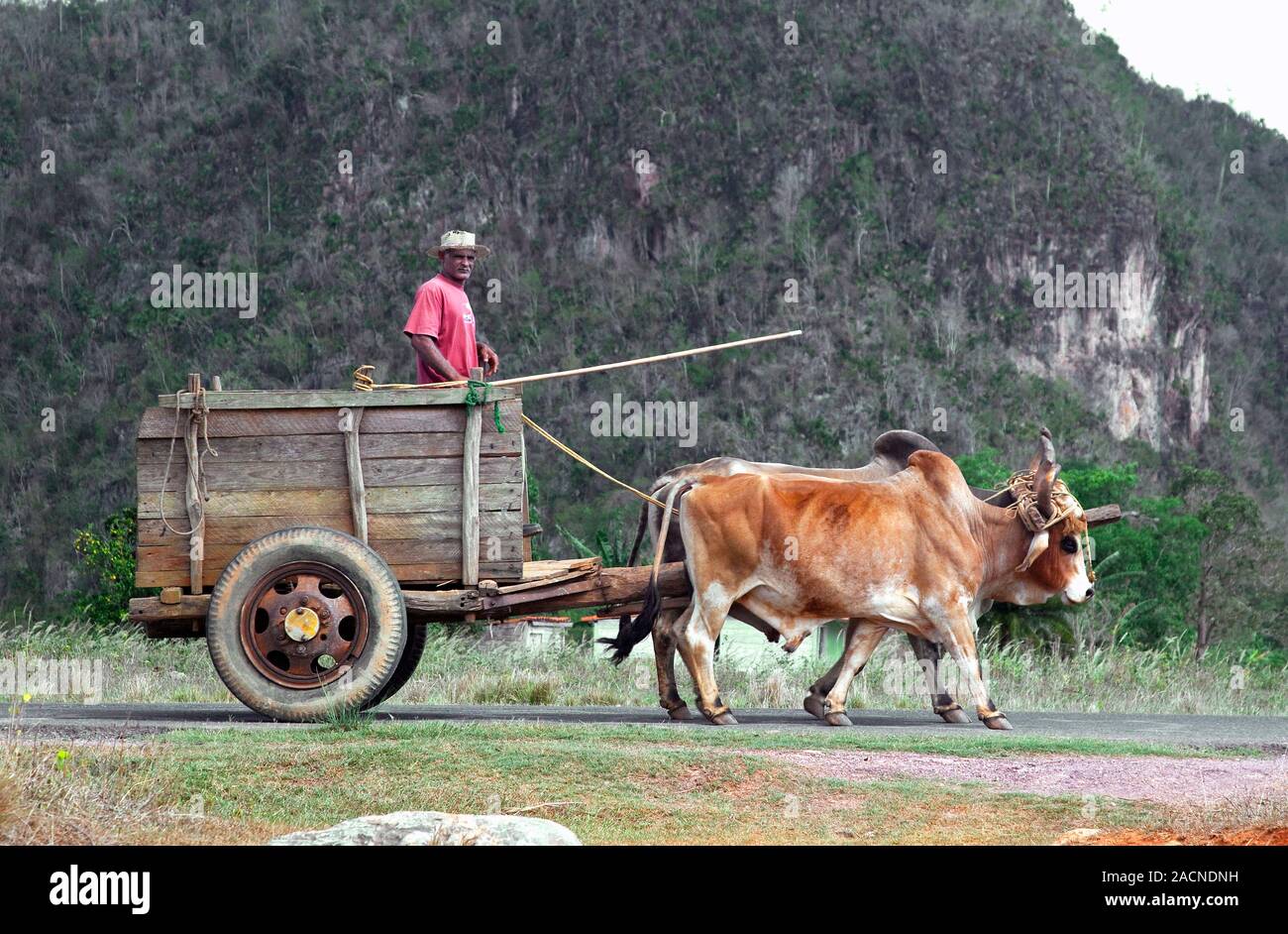 Bullock cart. Man in a two-wheeled bullock cart in Cuba. The bullock ...