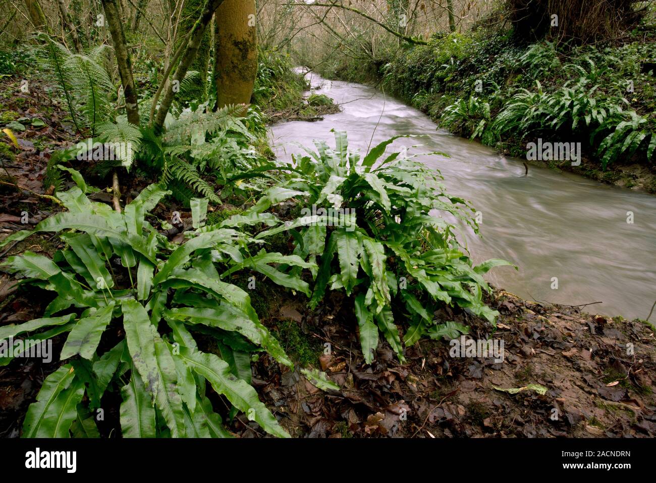 Ferns. Clumps of hart's tongue ferns (Asplenium scolopendrium) growing ...