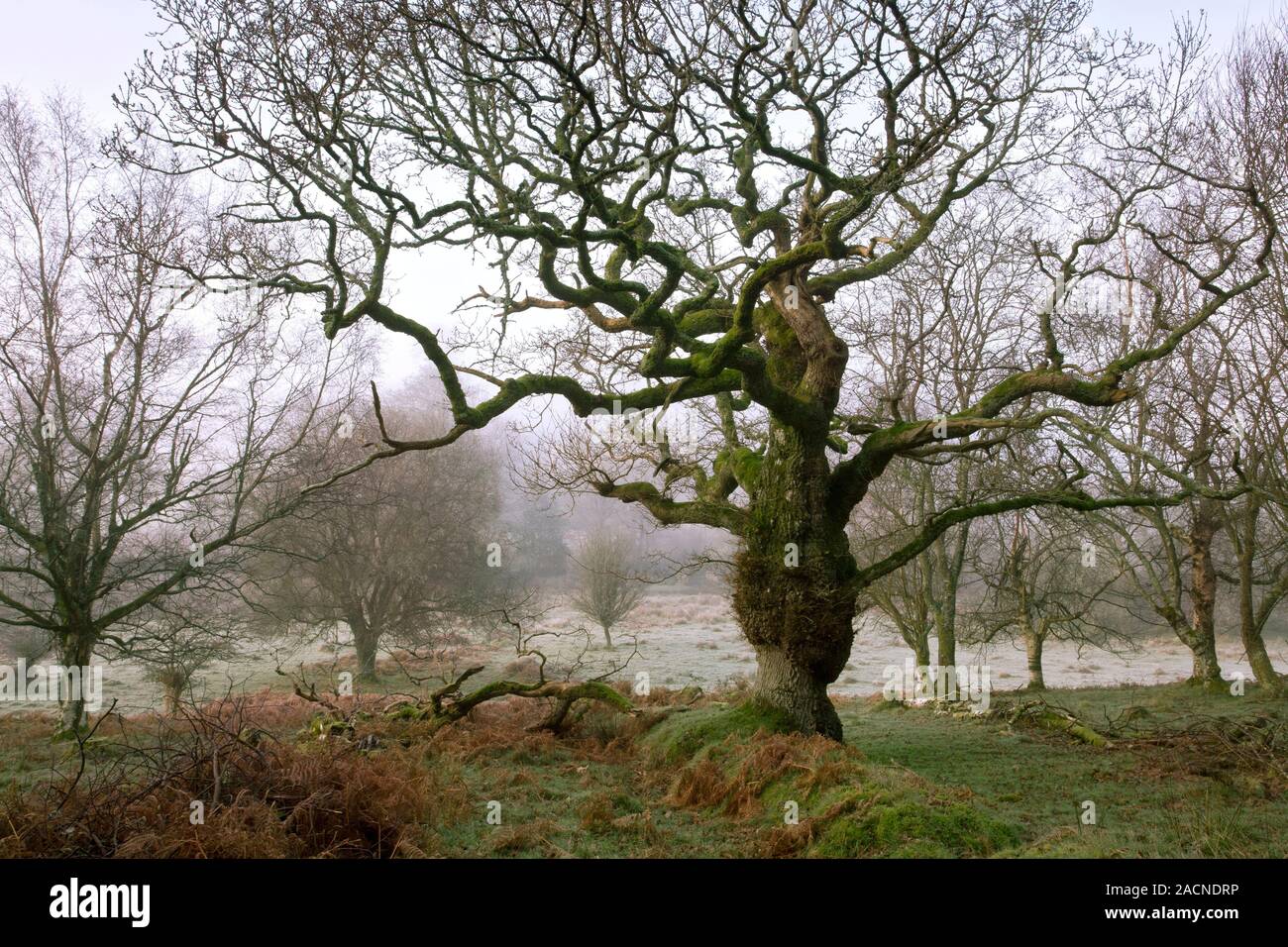 Common oak (Quercus robur) trees on a moor. Photographed in Whyddon ...