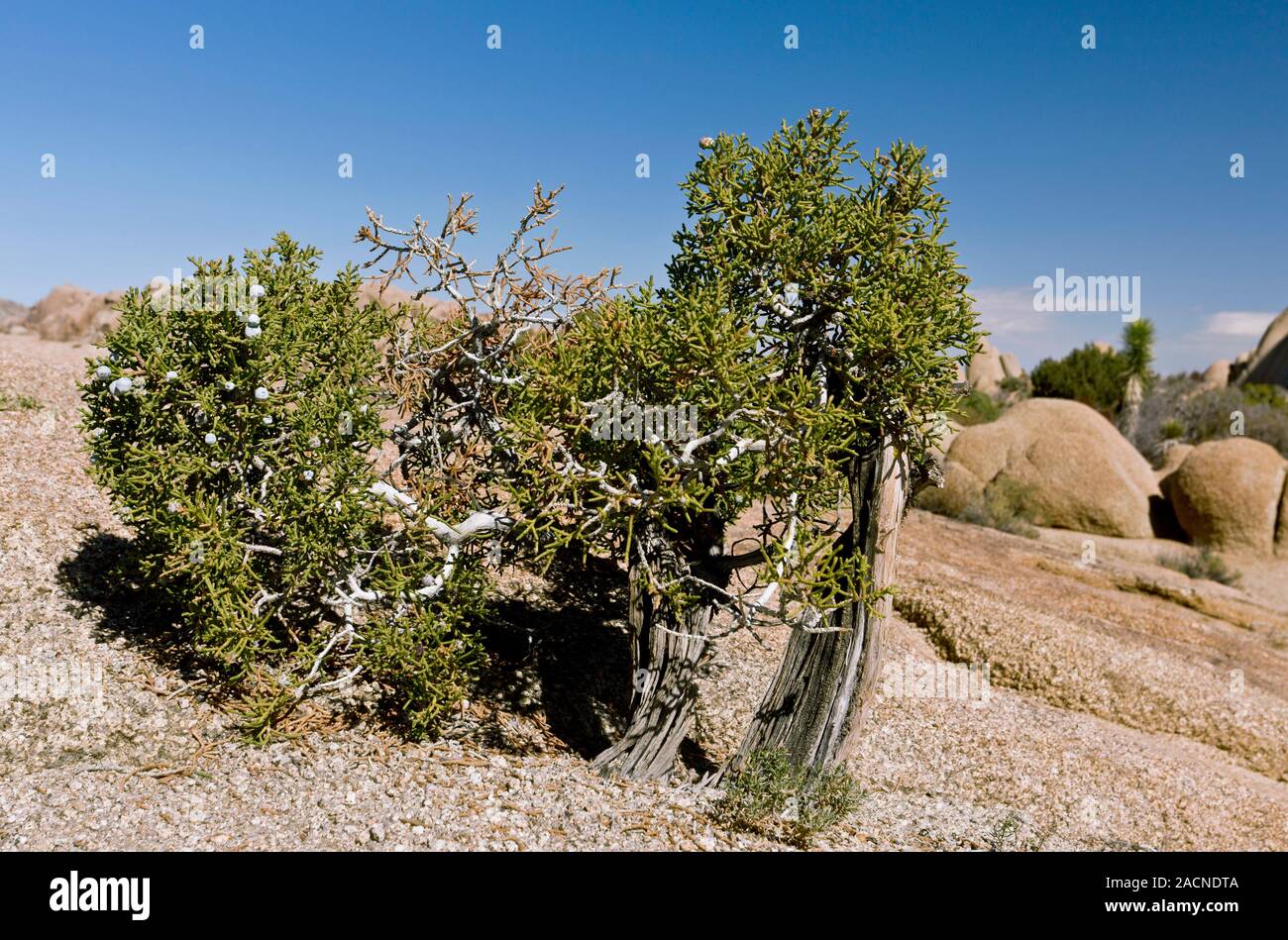 California juniper (Juniperus californica) tree. Stunted California ...