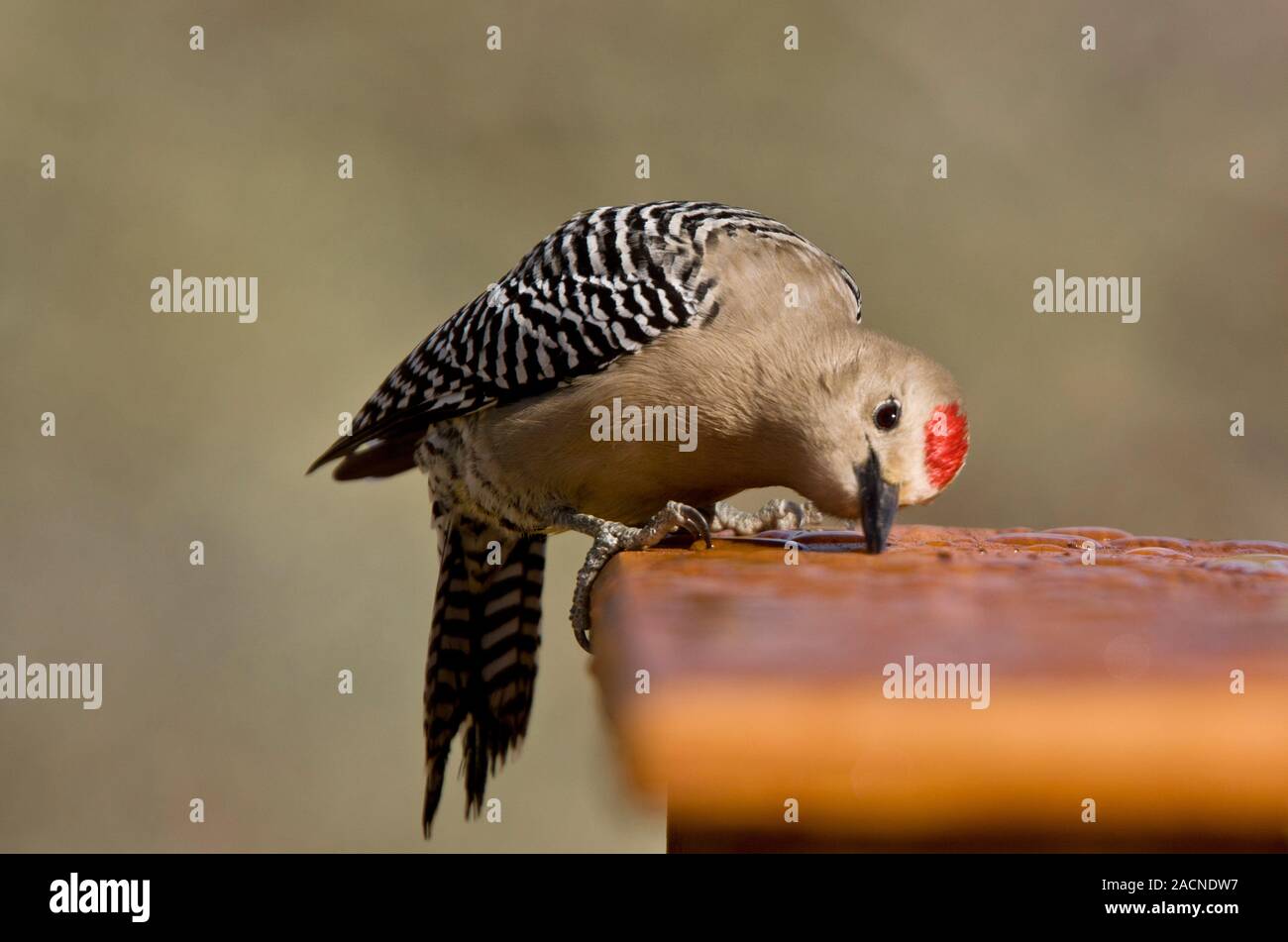 Gila woodpecker (Melanerpes uropygialis) drinking water drops. This ...