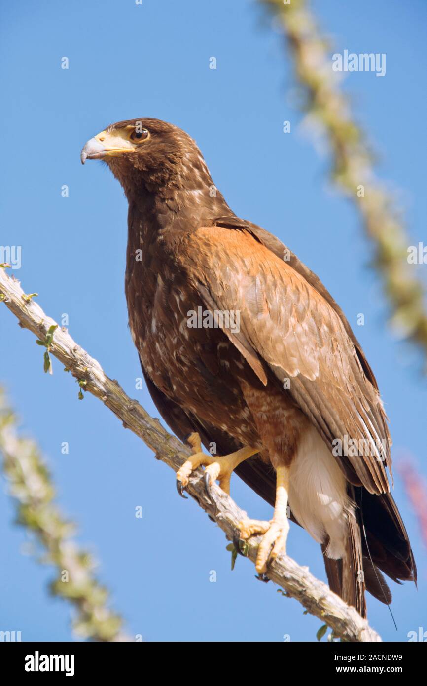 Harris hawk perched in an ocotillo (Fouquieria splendens) bush. The ...