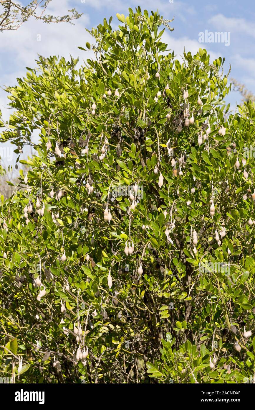 Texas mescalbean (Calia secundiflora) fruiting. Photographed in Arizona ...