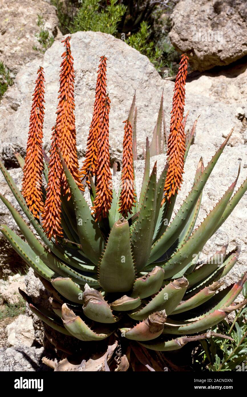 Cape aloe (Aloe ferox) in flower. This succulent plant is indigenous to ...