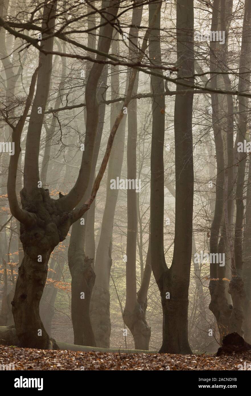 Ancient beech woodland. Pollarded beech (Fagus sylvatica) trees in an ...