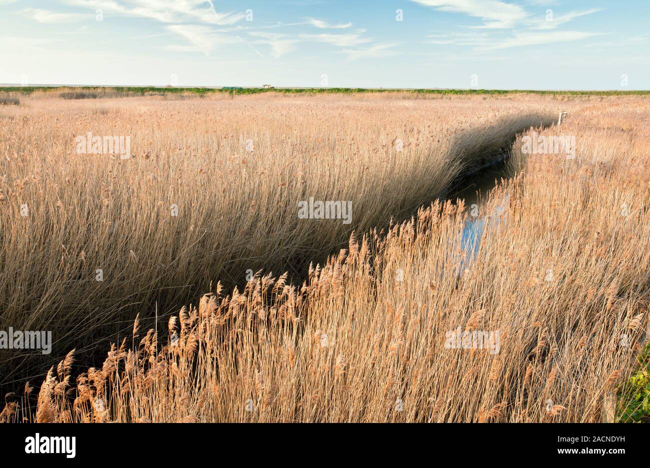 Marshland. Reed-beds at Cley Marshes, Norfolk, UK, in March Stock Photo ...