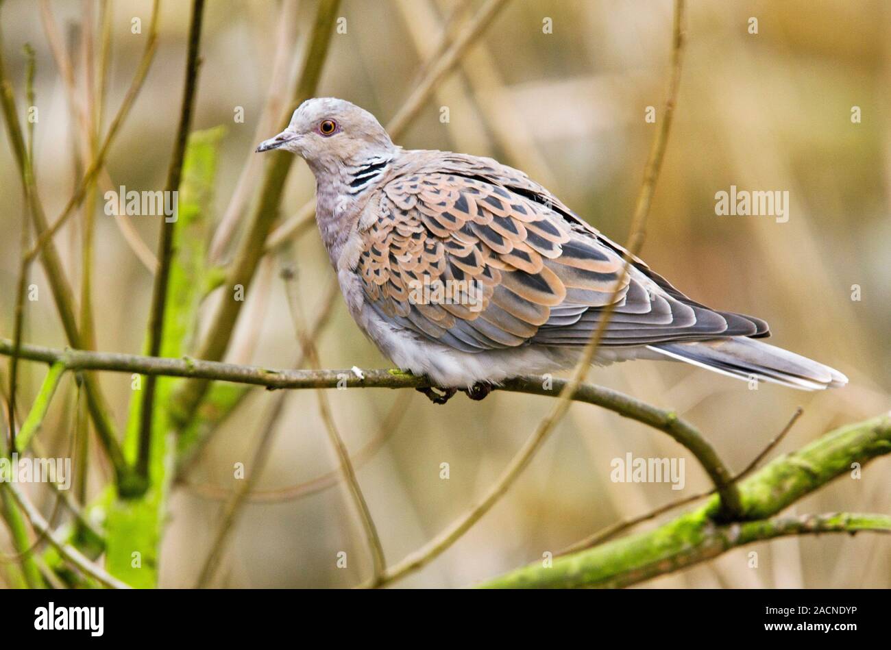 European turtle dove (Streptopelia turtur) perched on a branch ...
