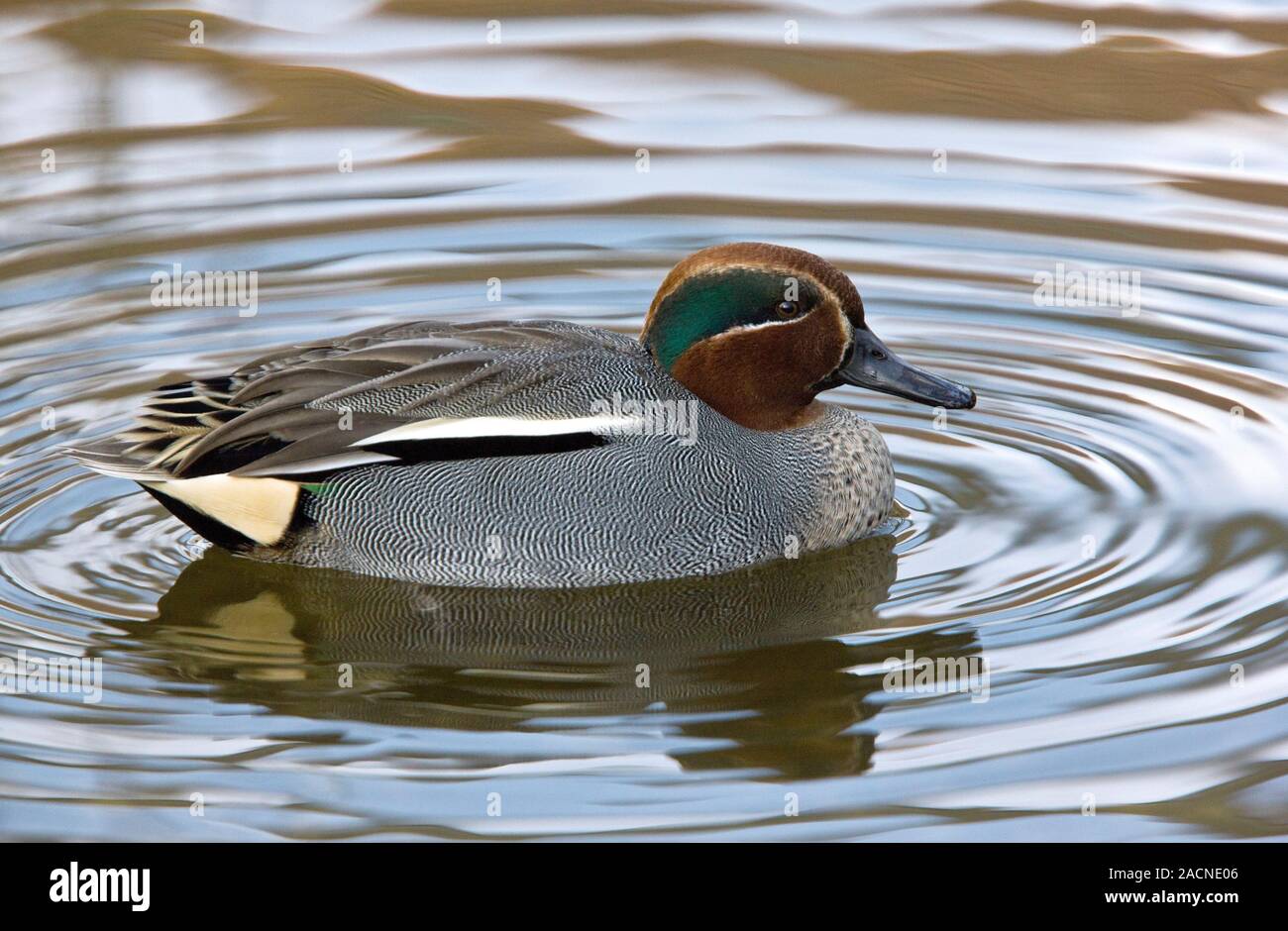 Eurasian teal. Male Eurasian teal (Anas crecca) on water. The Eurasian ...