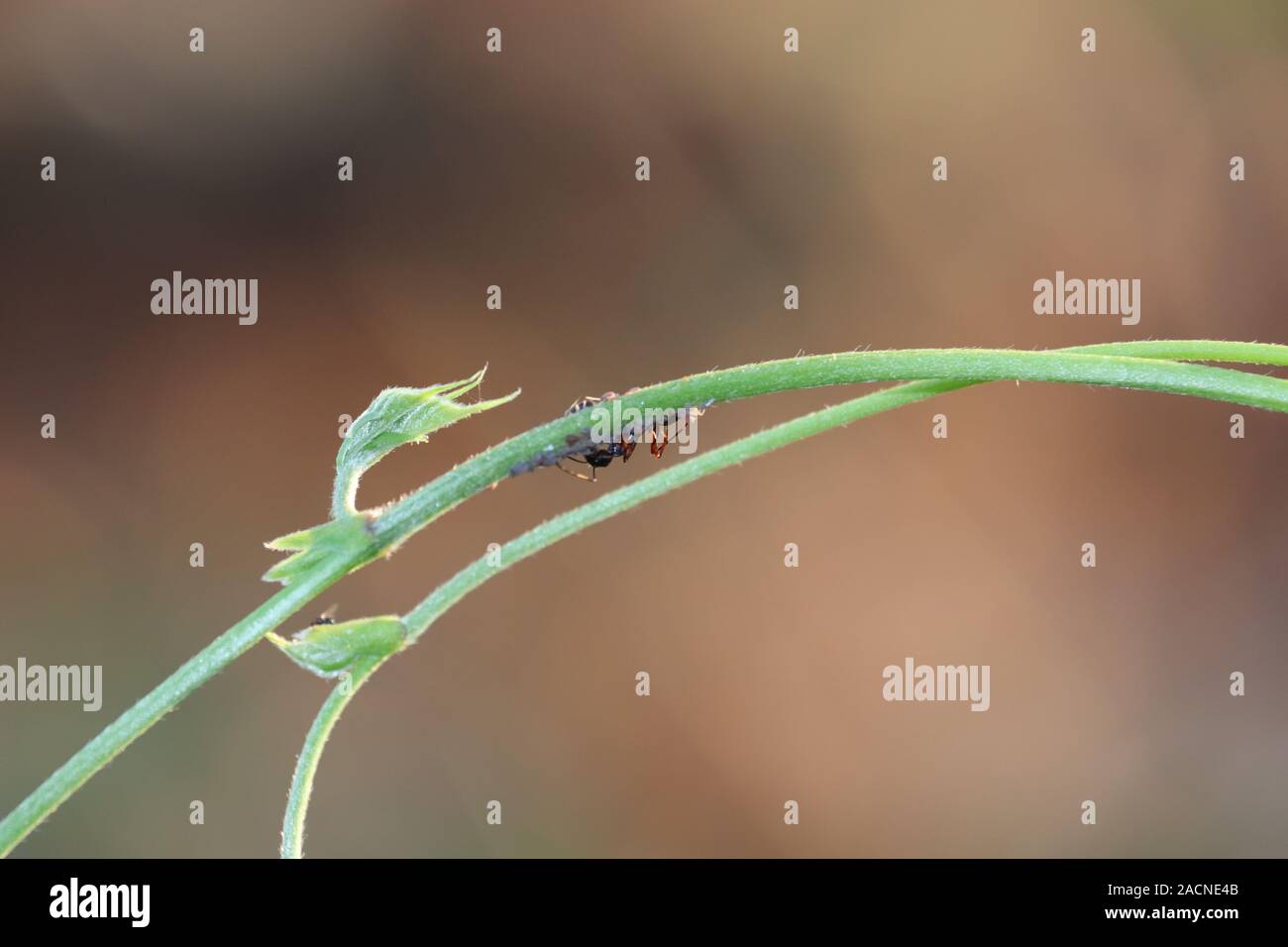 Big black ant hi-res stock photography and images - Alamy