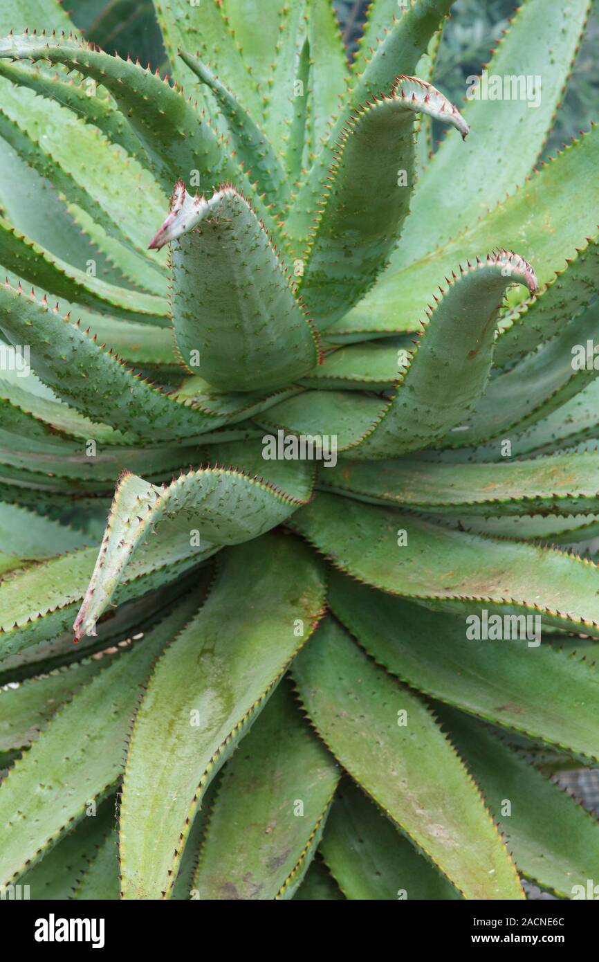 Cape aloe (Aloe ferox Stock Photo - Alamy