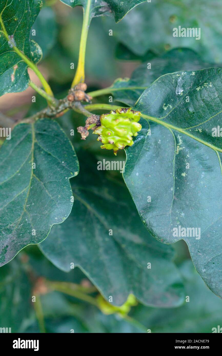 Knopper gall on Quercus petraea caused by gall wasp (Andricus ...