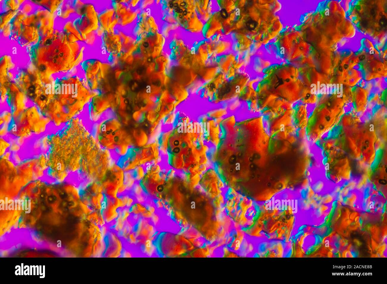 Instant coffee granules. Light Microscope of instant coffee granules ...
