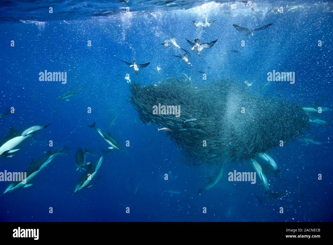 Short-beaked common dolphins (Delphinus delphis) and Cory's sheerwaters ...