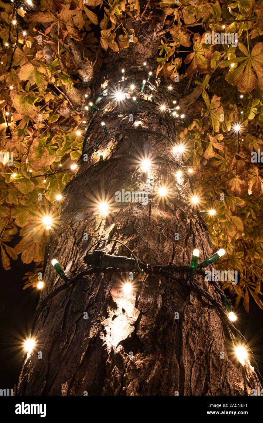 Christmas lights on the street trees Stock Photo - Alamy