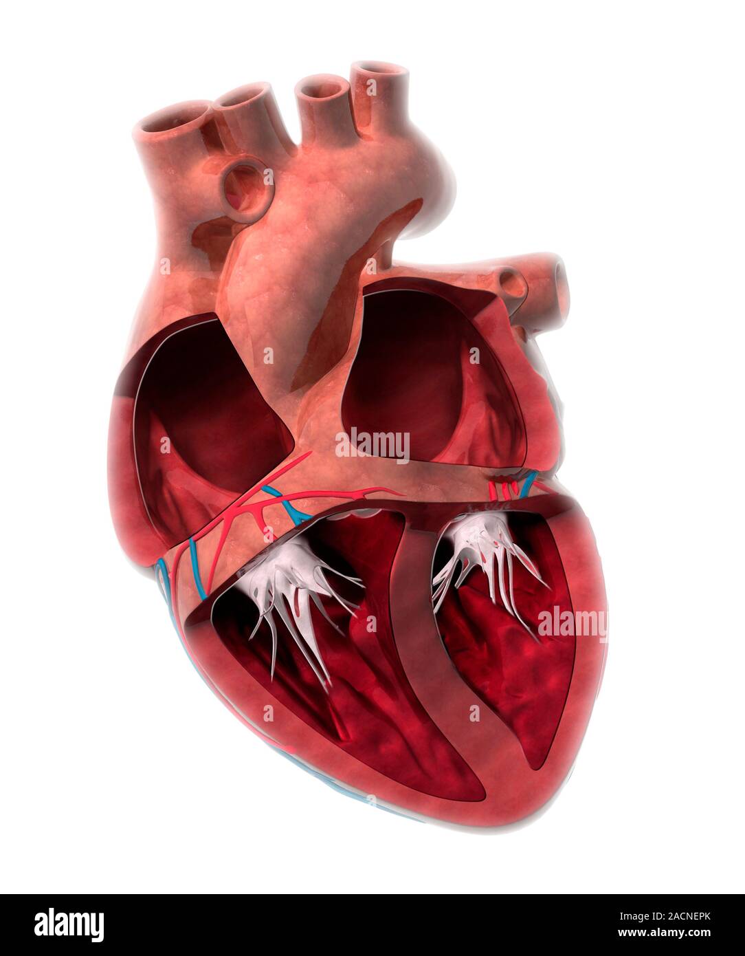 Heart chamber anatomy. Cutaway artwork revealing the four internal ...