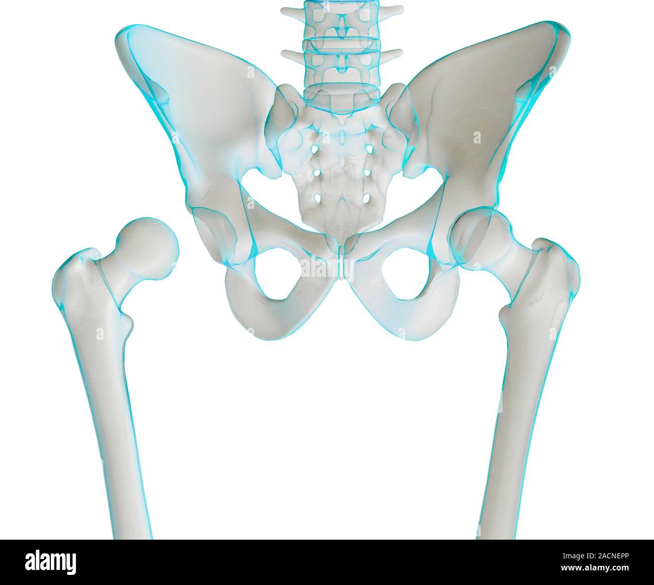 Hip joint bones and anatomy. Artwork of the bones that form the two hip ...