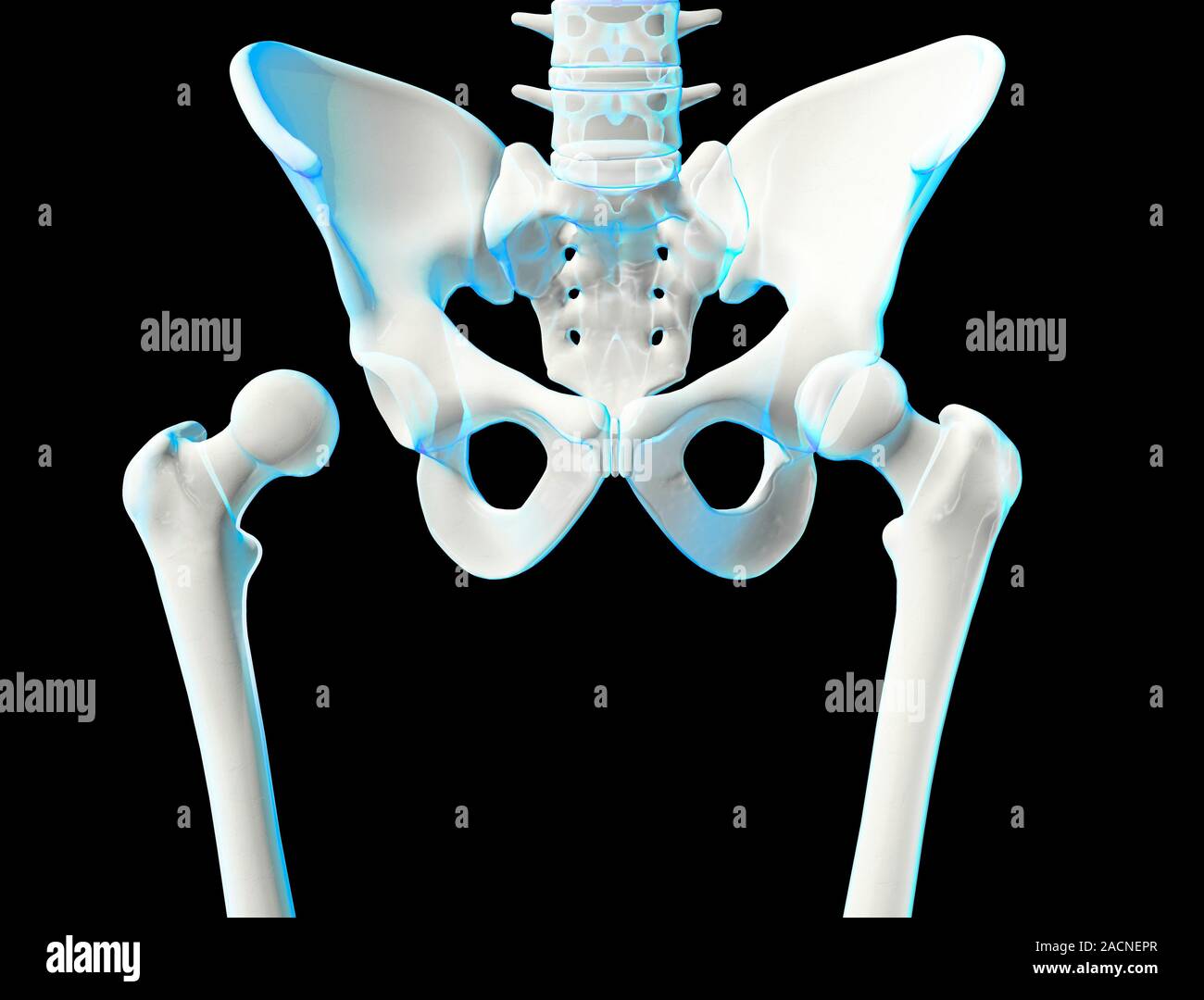 Hip joint bones and anatomy. Artwork of the bones that form the two hip joints (right and left ...