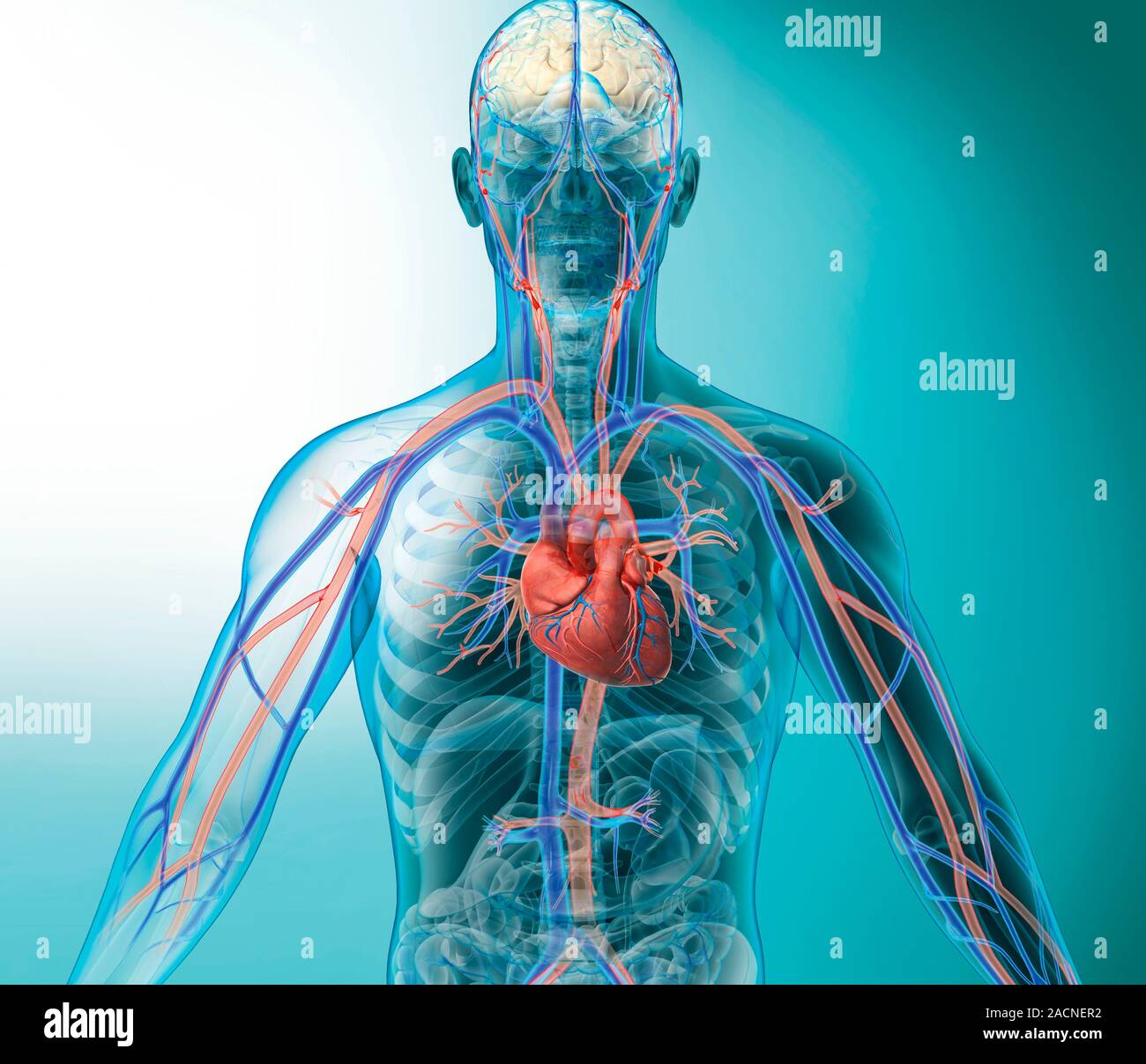 Heart and brain vascular system. Artwork showing the arteries (red) and ...