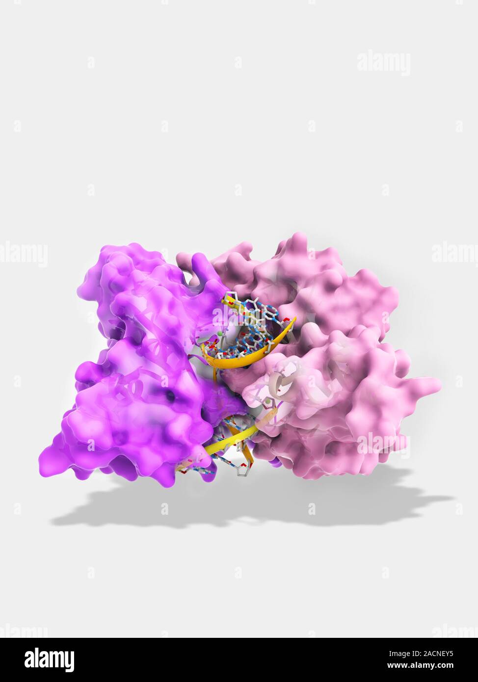 EcoRV restriction enzyme. Molecular model of the type II restriction ...