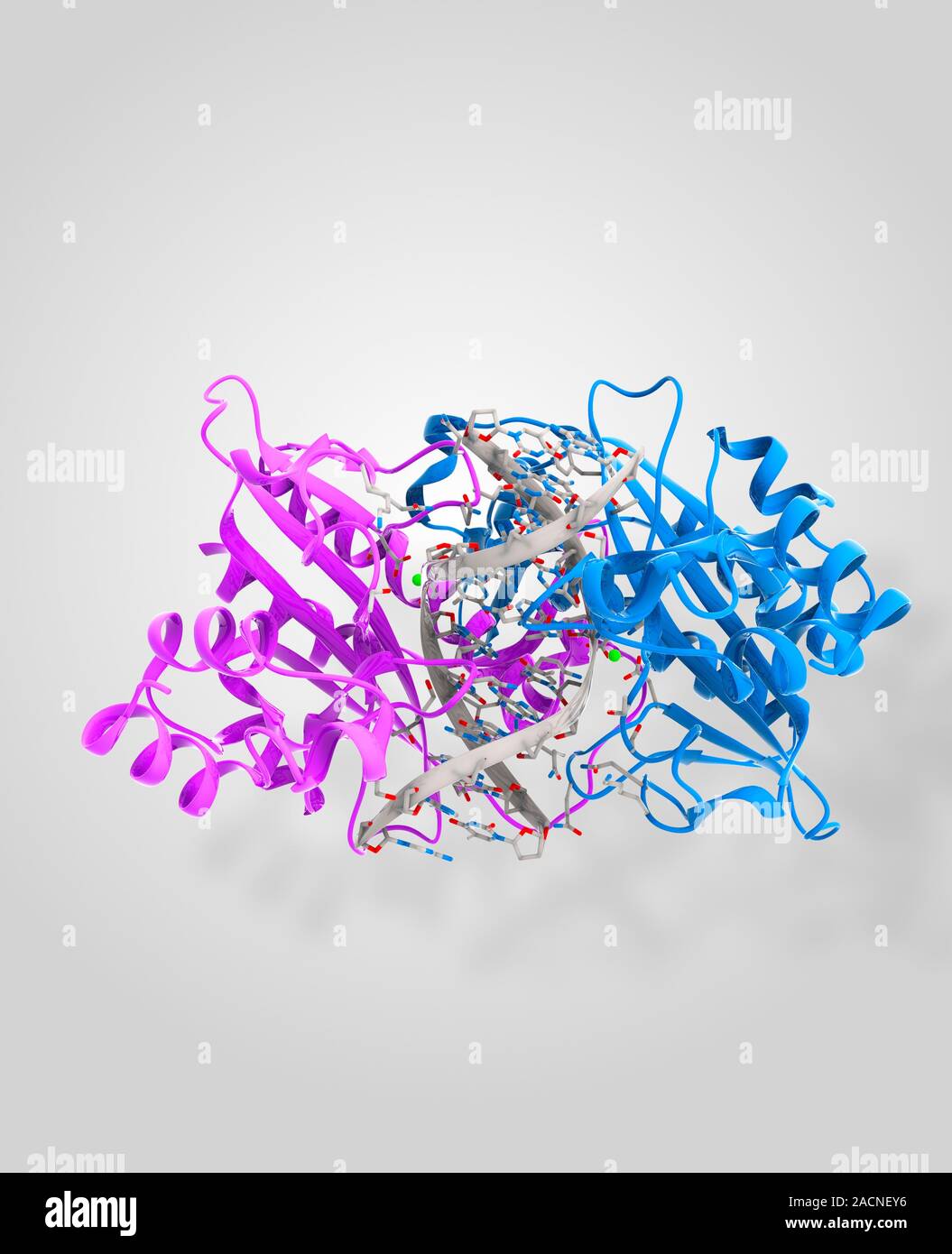 EcoRV restriction enzyme. Molecular model of the type II restriction ...